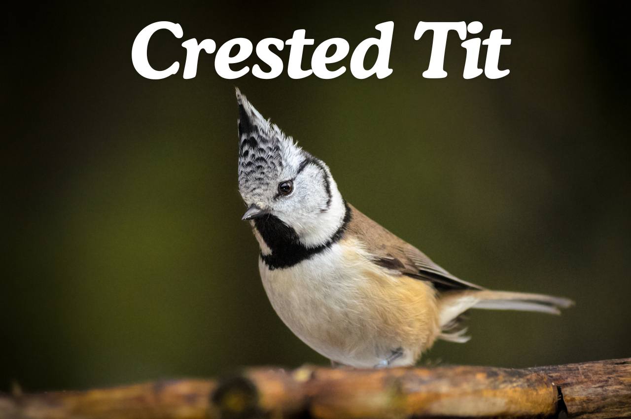 How to Start Bird Watching: A Simple Guide to UK Birds